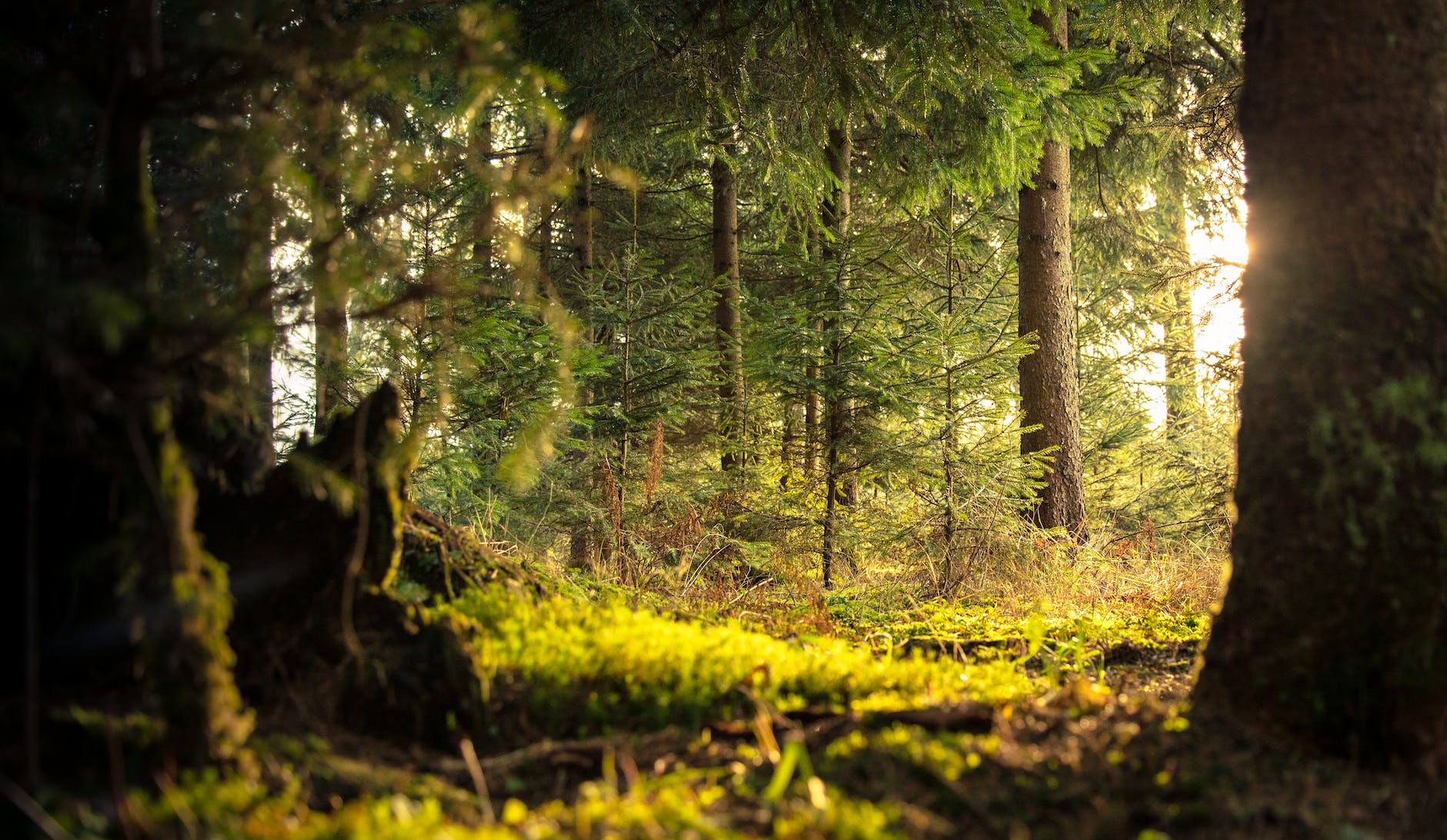 Forest Sanctuary: A Guided Meditation for Tranquility - mind remake project